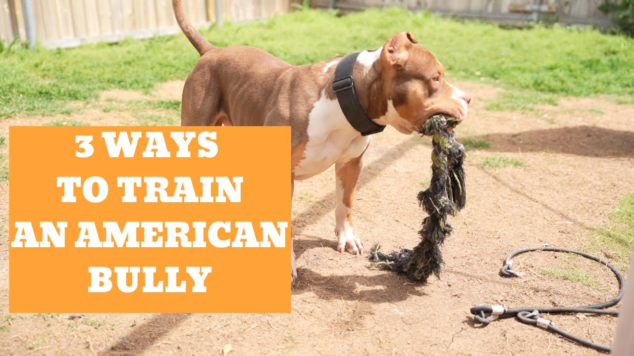 3 Ways to Train an American Bully - YouTube