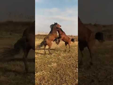 kavga at kavgası çetin dir  küpek  kavgasına benzemez