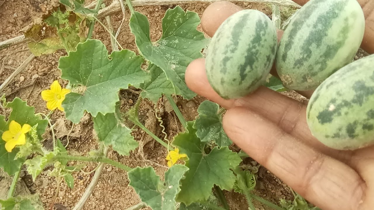 Budamkaya - నాటుబుడంకాయలు తినటం వలన ప్రయోజనాలు /Naatu Budamkaya Health ...