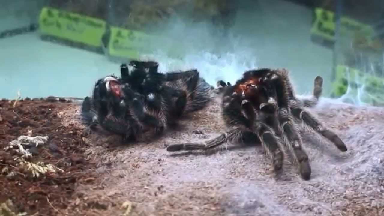 My Chilean Rose Tarantula "Tuttle" Molting Time Lapse 16X - YouTube