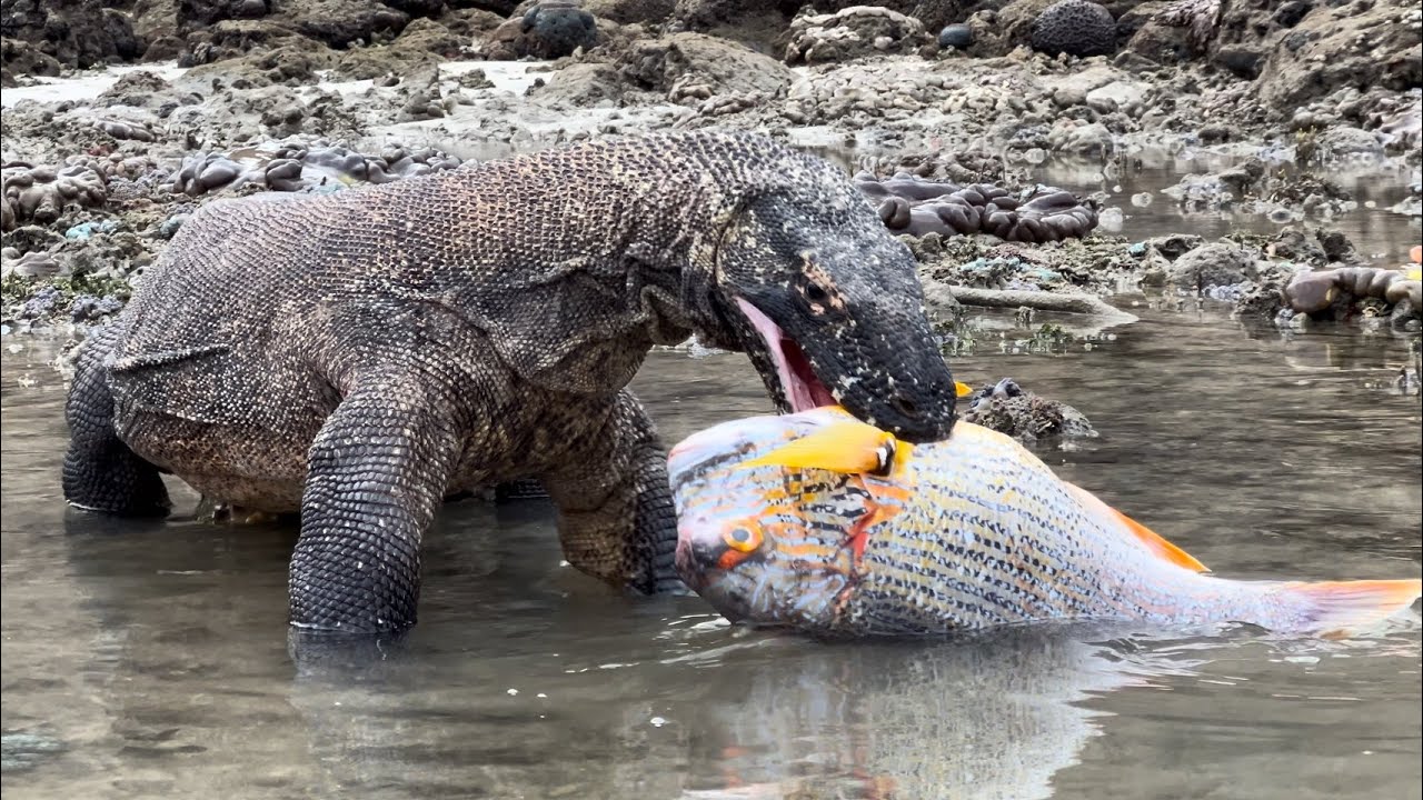Komodo Dragon Vs Alien Fish With Monster Heads - YouTube