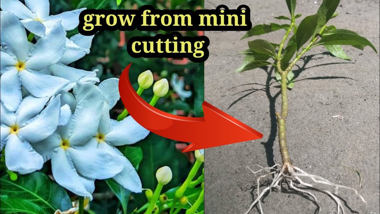 How to grow pinwheel plant from a cutting - YouTube