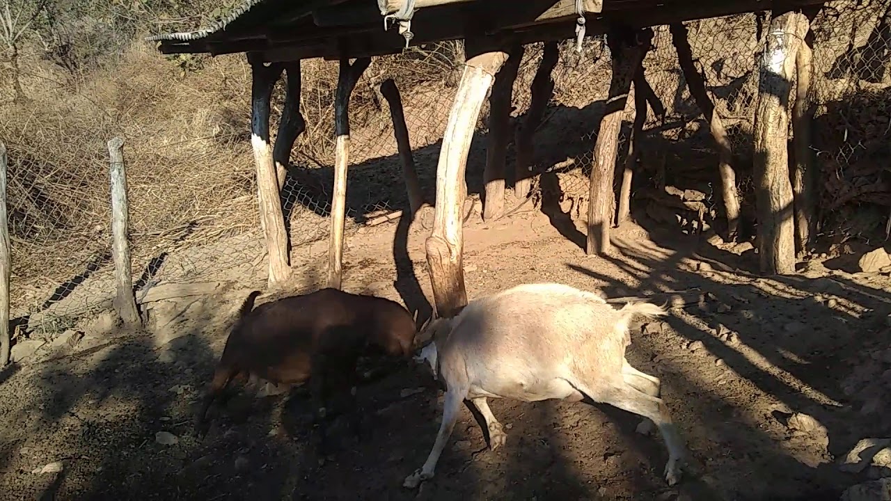 Cabras peleando! - YouTube