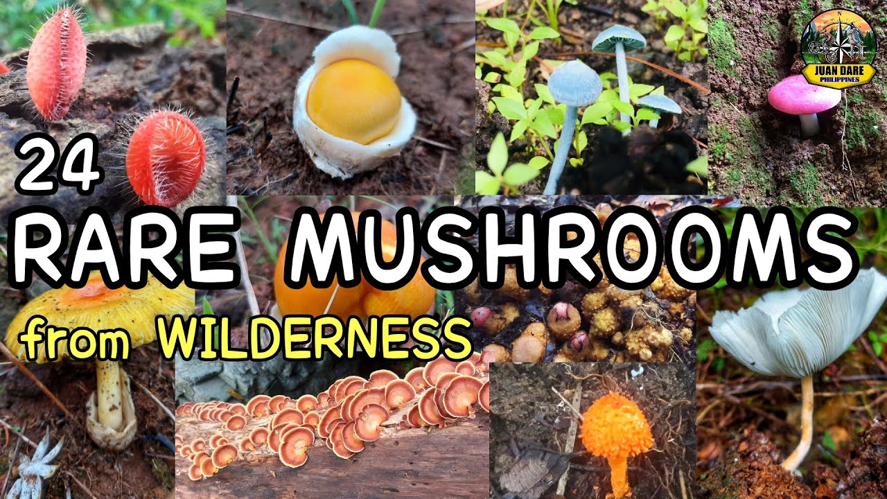 24 RARE MUSHROOMS | FUNGI WORLD | DISCOVER WILDERNESS | TRAVEL AND ...