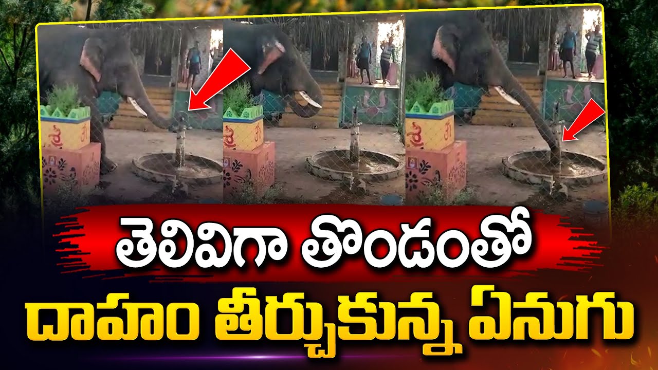 తెలివిగా తొండంతో.. | Elephant Drinking Water From a Hand Pump | Viral ...