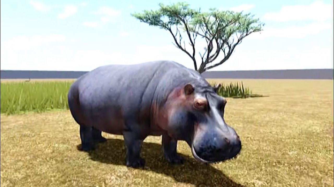 ALL HIPPO FOOTAGE! Wild Savannah Roblox - YouTube