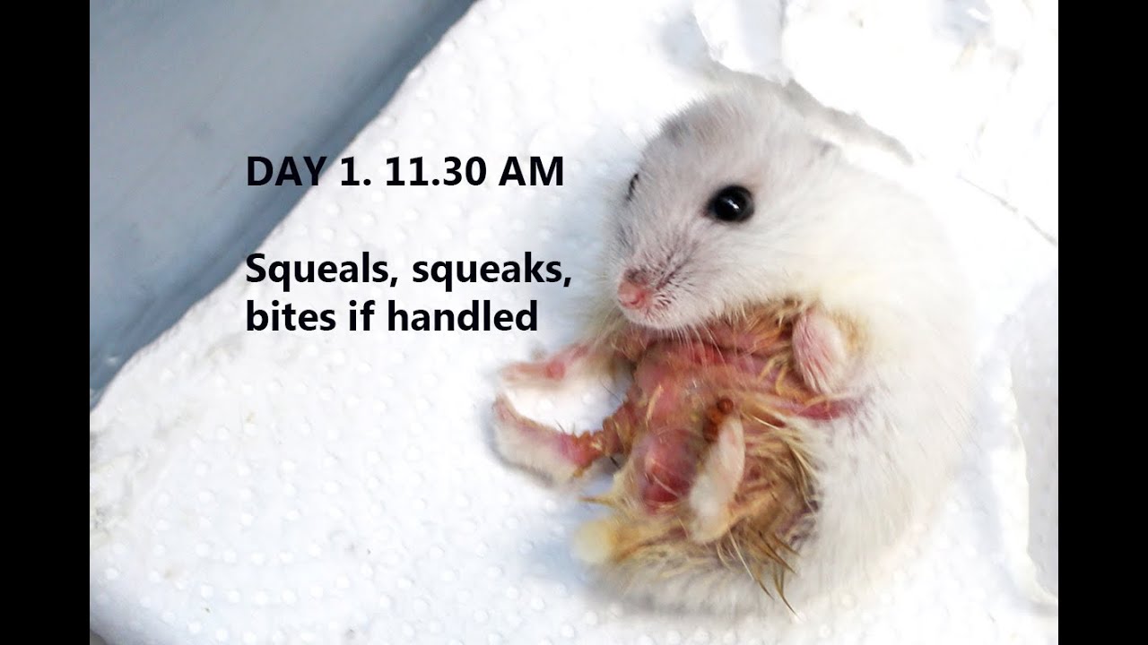 DAY 1. VENTRAL DERMATITIS. 11.30 am. A dwarf hamster squeaks, squeals ...