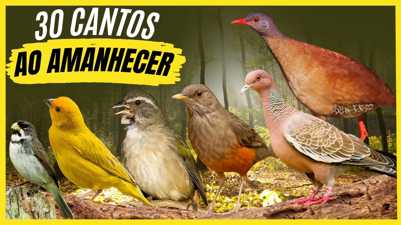 30 Cantos de Aves Que Encantam o Amanhecer Sons Para Começar Bem o Dia ...