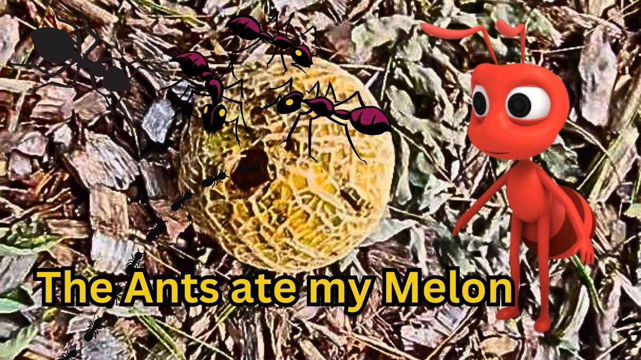 The Ants ate my Only Melon ☹😢 - YouTube