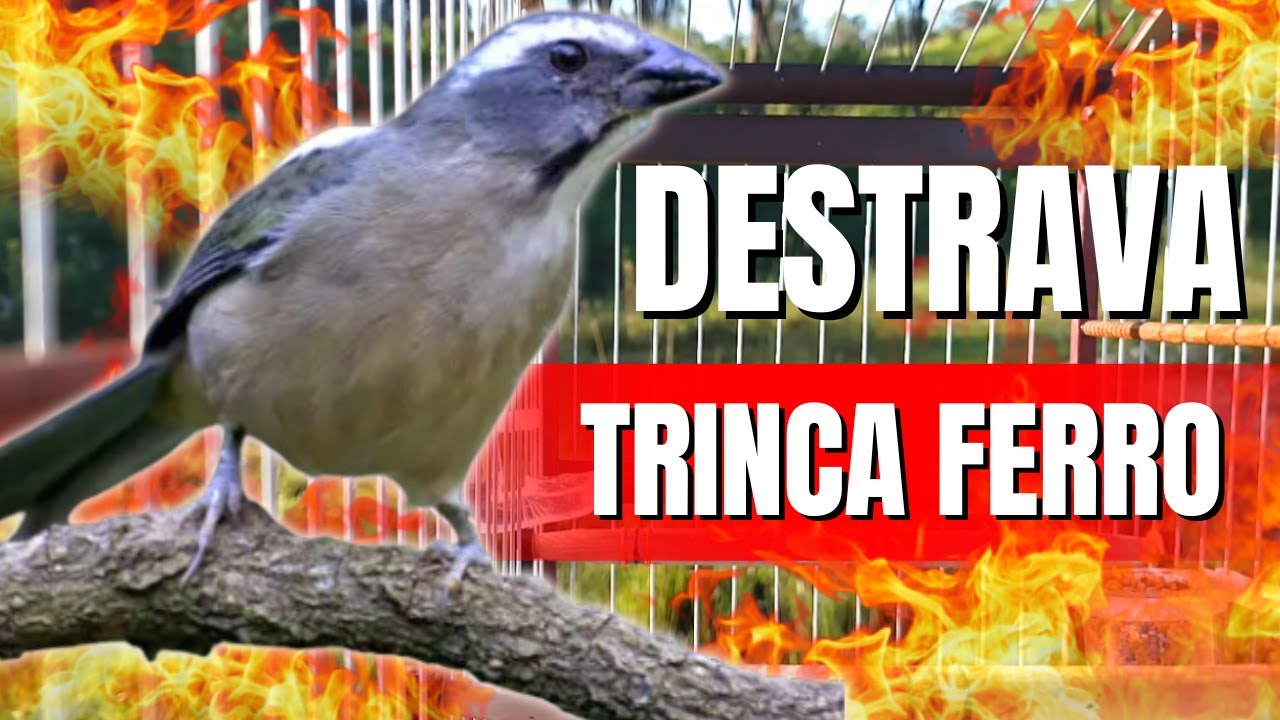 MELHOR TRINCA FERRO PARA ESQUENTAR TRINCA FERRO FRIO COM TRINCA FERRO ...