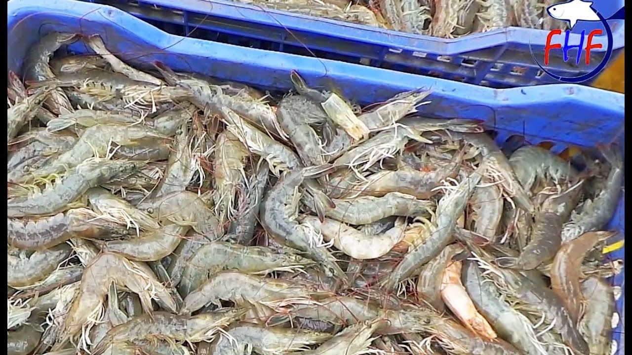 Shrimp Fishing | Prawns catching | Shrimp Catching | Prawns Fishing for ...