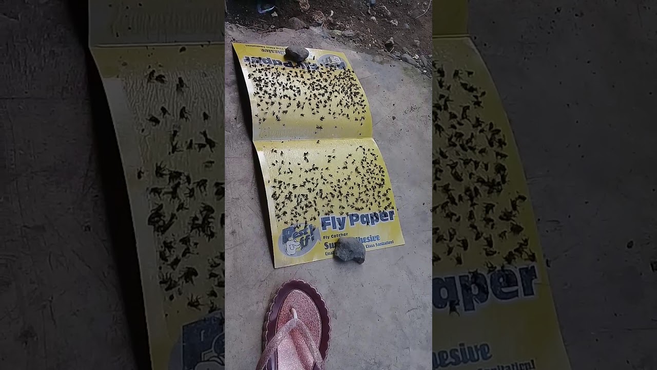 how to catch flies... - YouTube