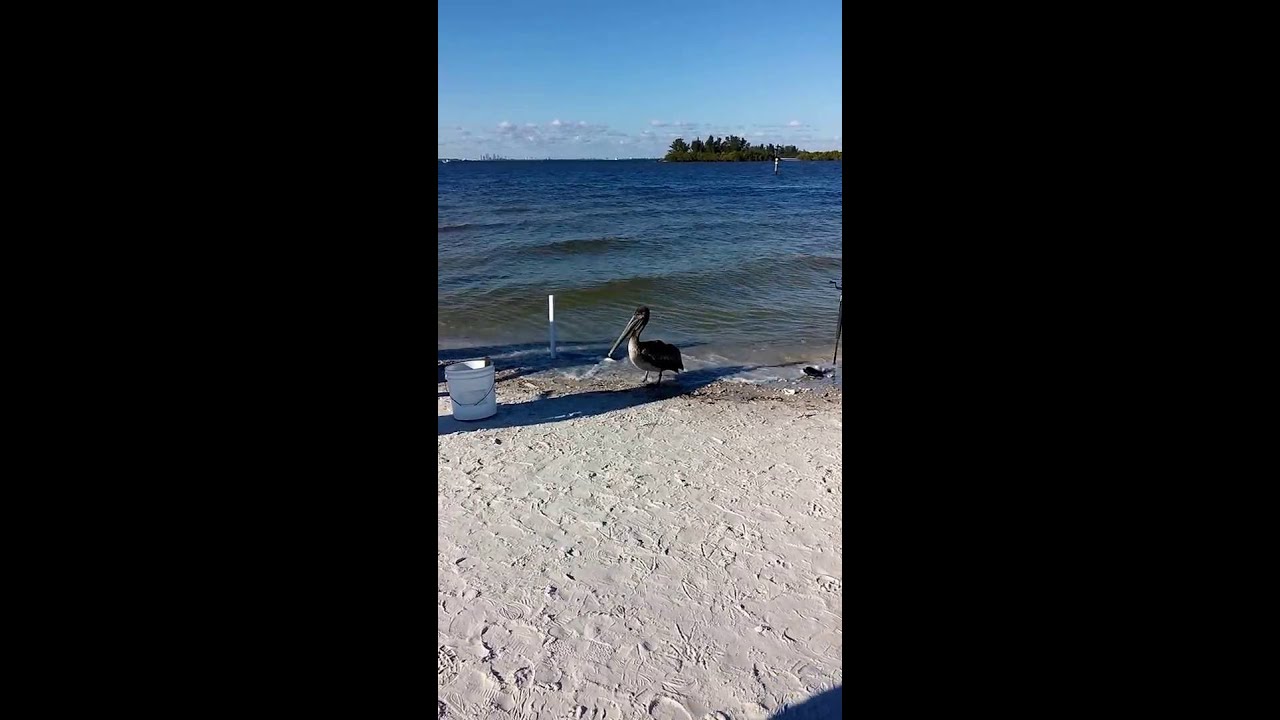 Pelican vs shark! Apollo Beach Fishing, Florida - YouTube