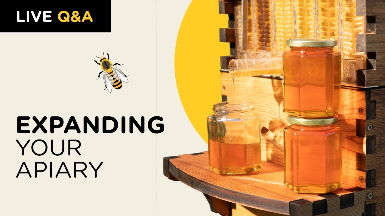 Expanding your apiary - how and why... - YouTube