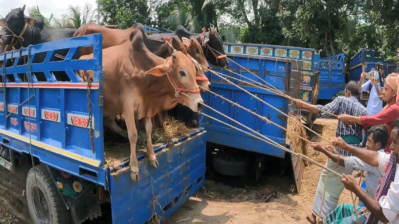 Cow unloading, cow videos, cow video, big cow, goru hamba cow Cow ...