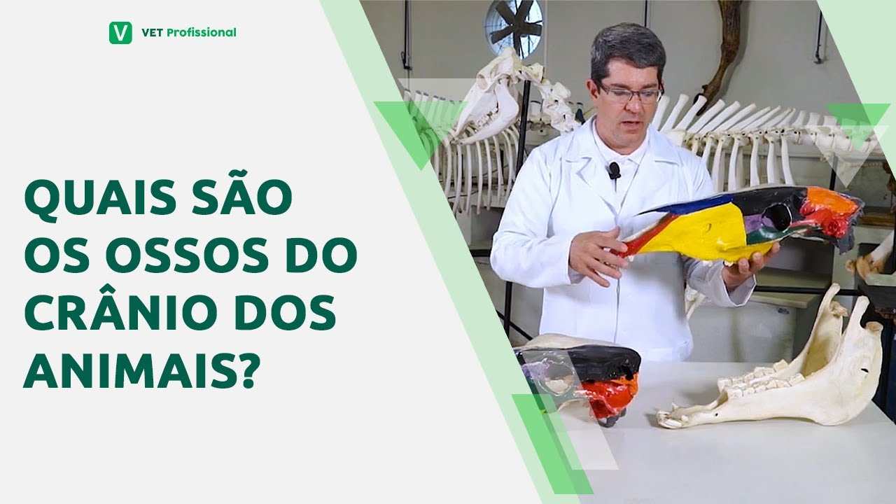 Anatomia Veterinária: Ossos do Crânio - YouTube