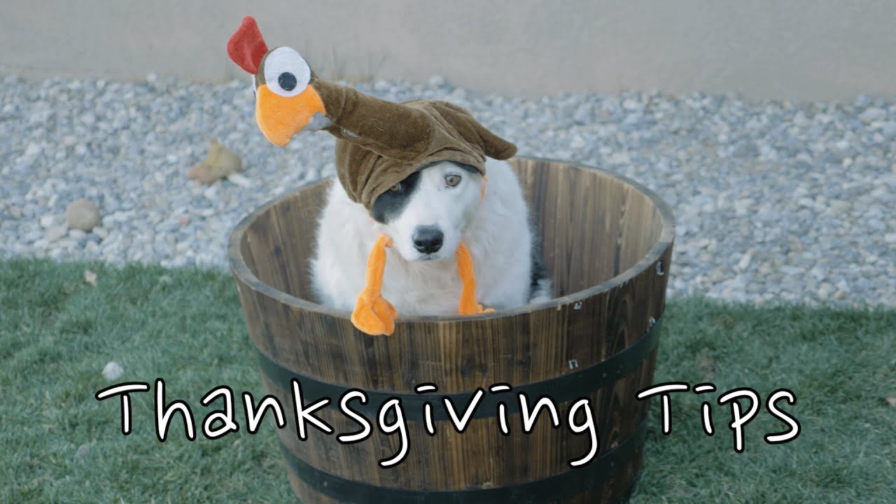 Dog Safety Tips For Thanksgiving Holiday - YouTube