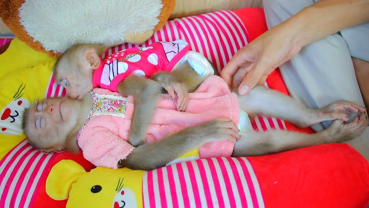 Cutes baby Monkey - Sleeping On Beautiful Mattress - Cute Two Monkey ...