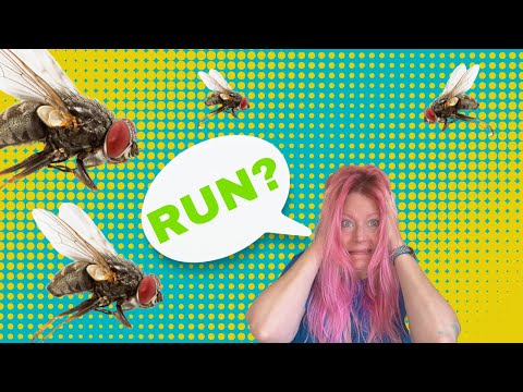 Black Flies | How to Protect Yourself in the Outdoors Naturally!