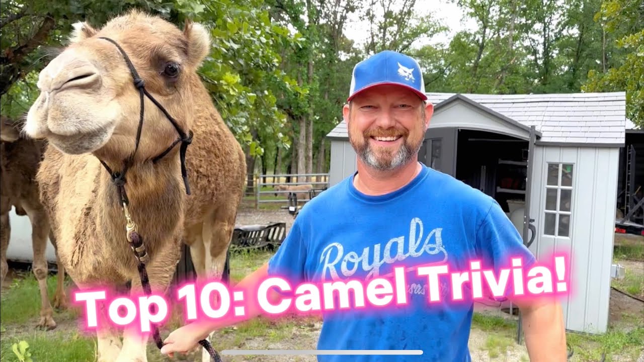 Top 10 Camel Questions - YouTube