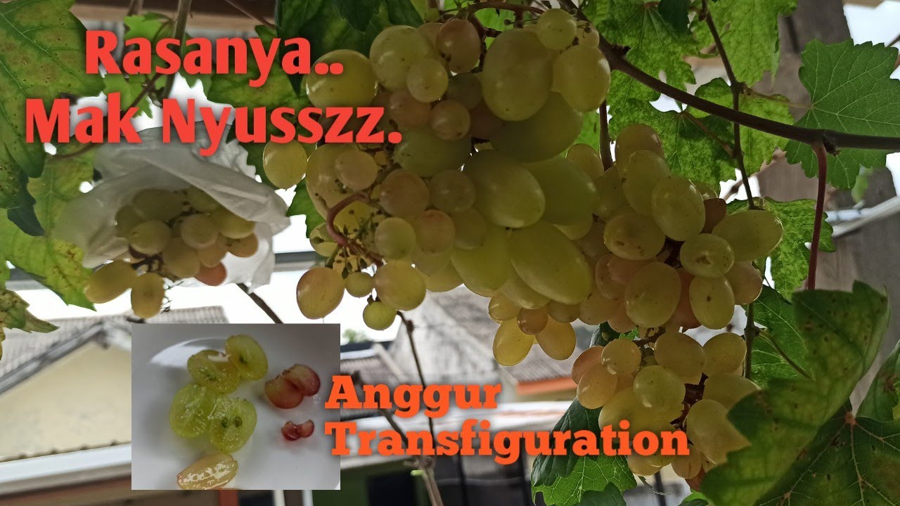 Review Buah Anggur Transfiguration, Wajib Dimiliki Penghobi Anggur ...