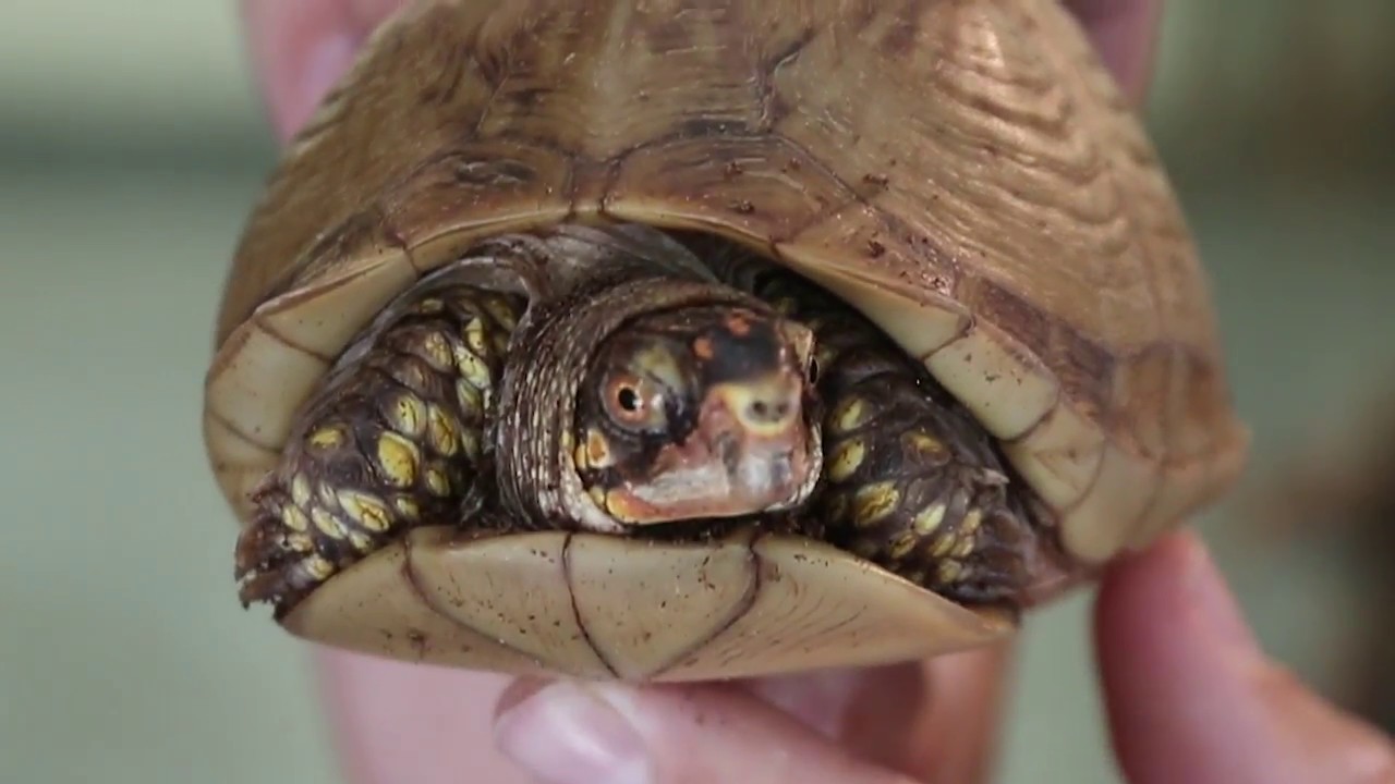 The box turtle with an amazing home security system - YouTube