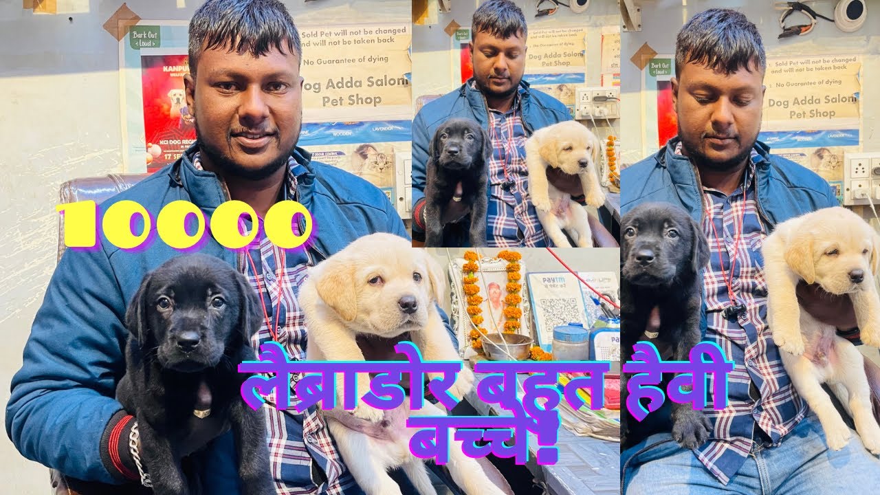 Full heavy qwailty Labrador male and female | BHOUT SUNDAR LABRA DOR ...