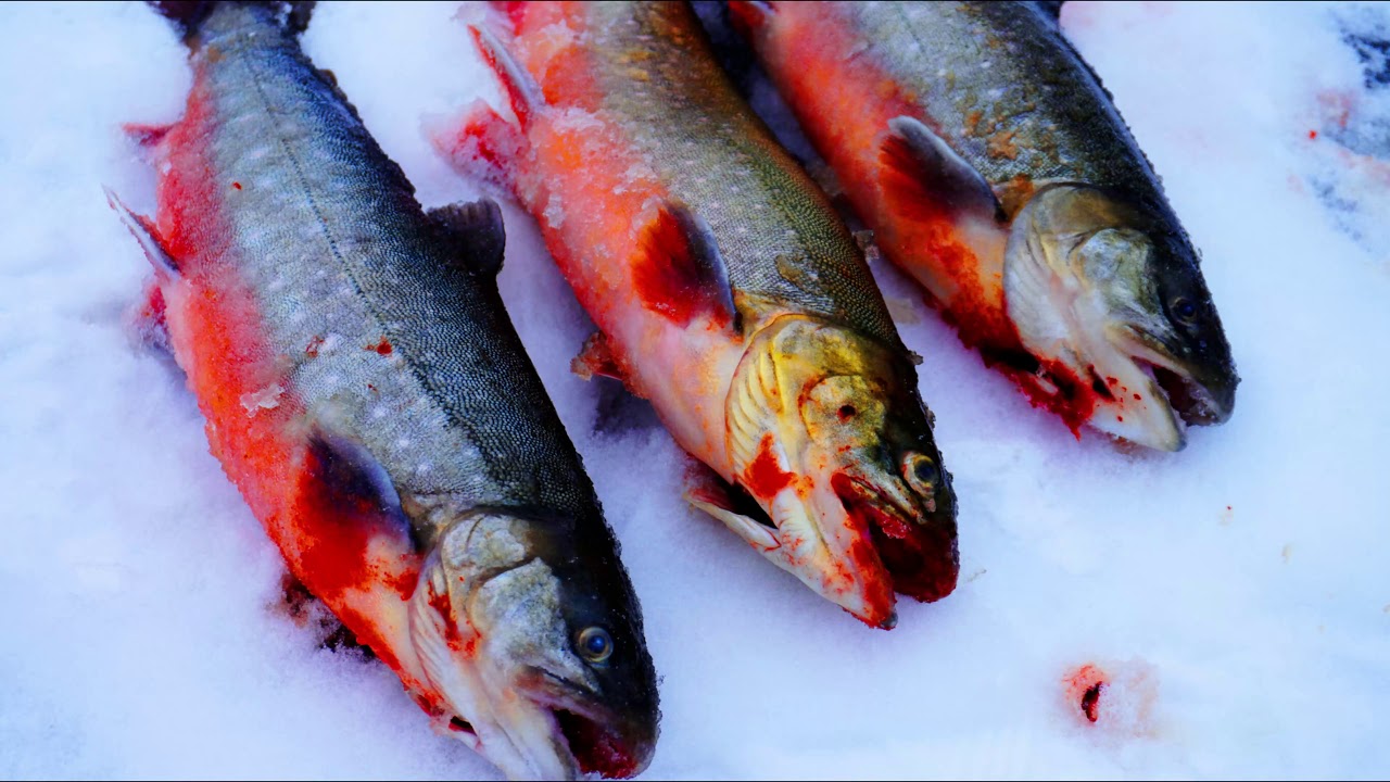 Isfiske I Grycksbo (icefishing for artic char) - YouTube