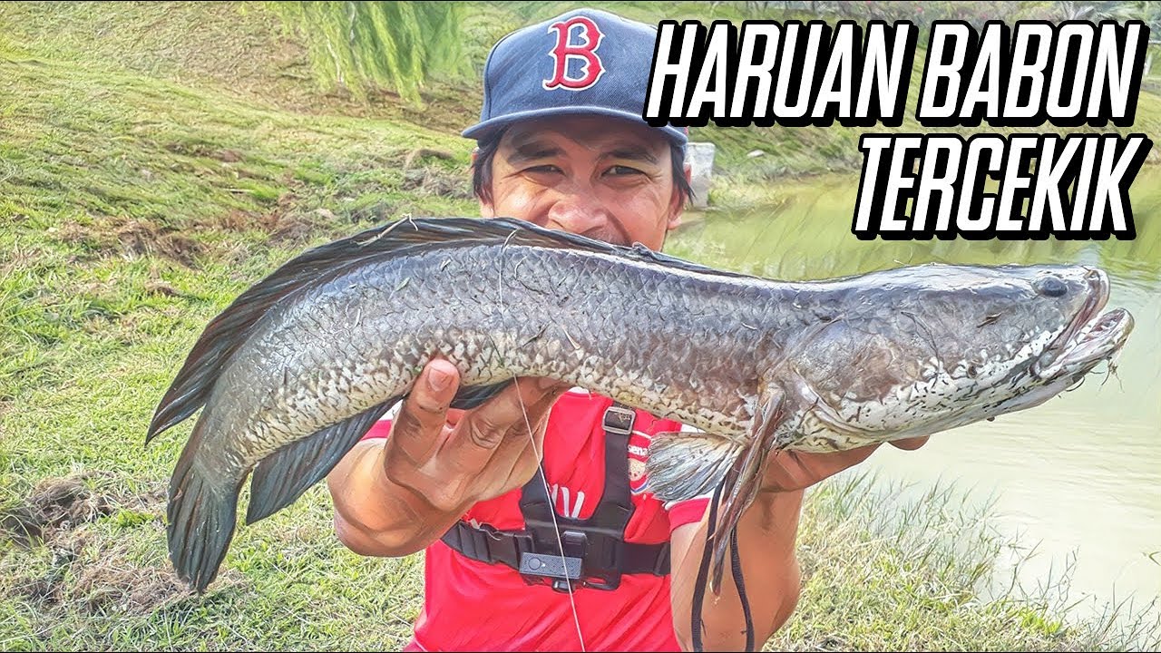 | Haruan Tercekik Spinnerbait | Ep. 45 | Casting Haruan Saiz Idaman ...