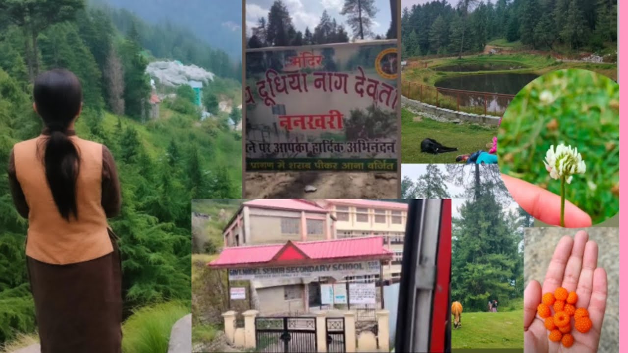 Golden sparrow in shimla ! Nankhari ! Famous temple in nankhari!dudhiya ...