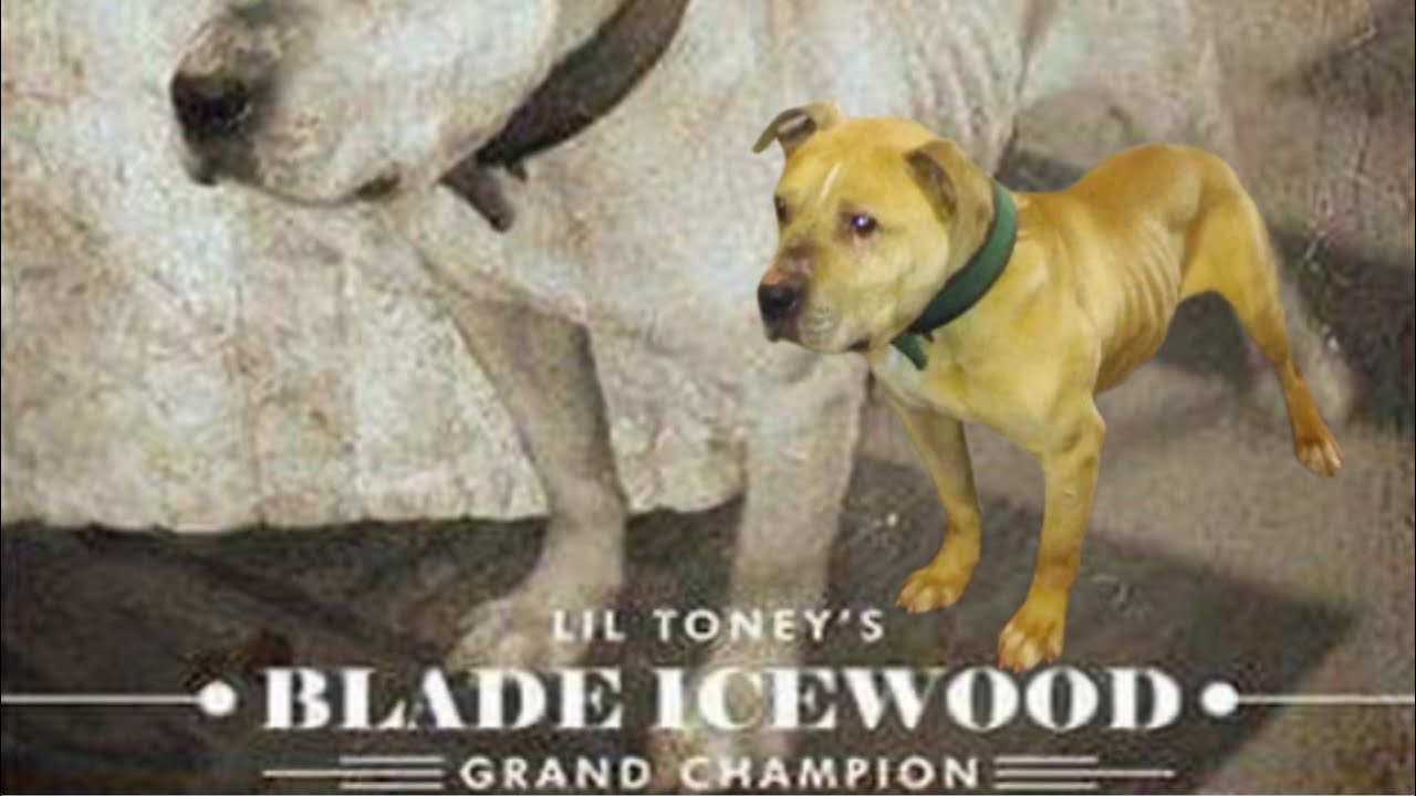 Is Gr Ch BLADE ICEWOOD ONE OF THE COLDEST MALES🥶👀 #apbt #dogtype # ...