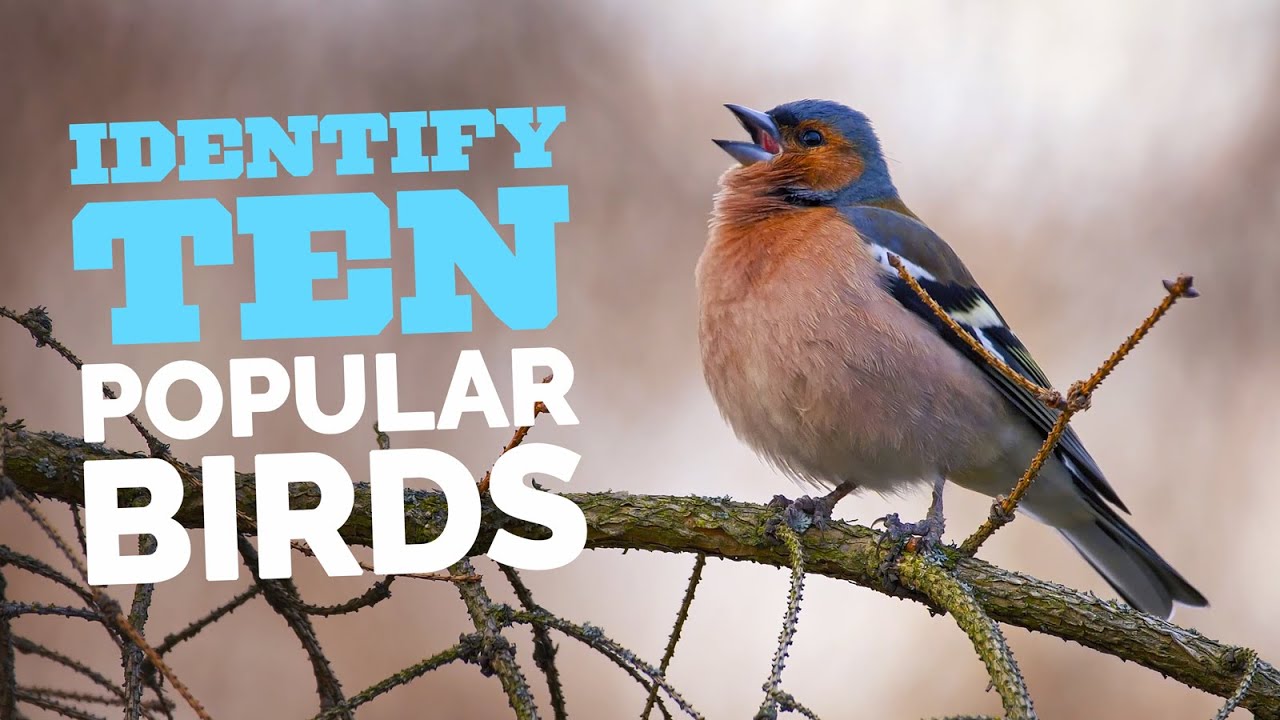 Identify 10 Popular Garden Bird Songs and Calls #birds - YouTube