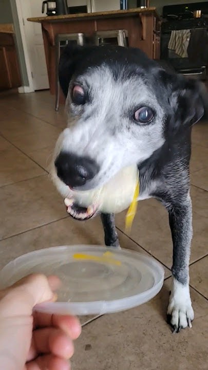 Senior #doggo eats egg - YouTube