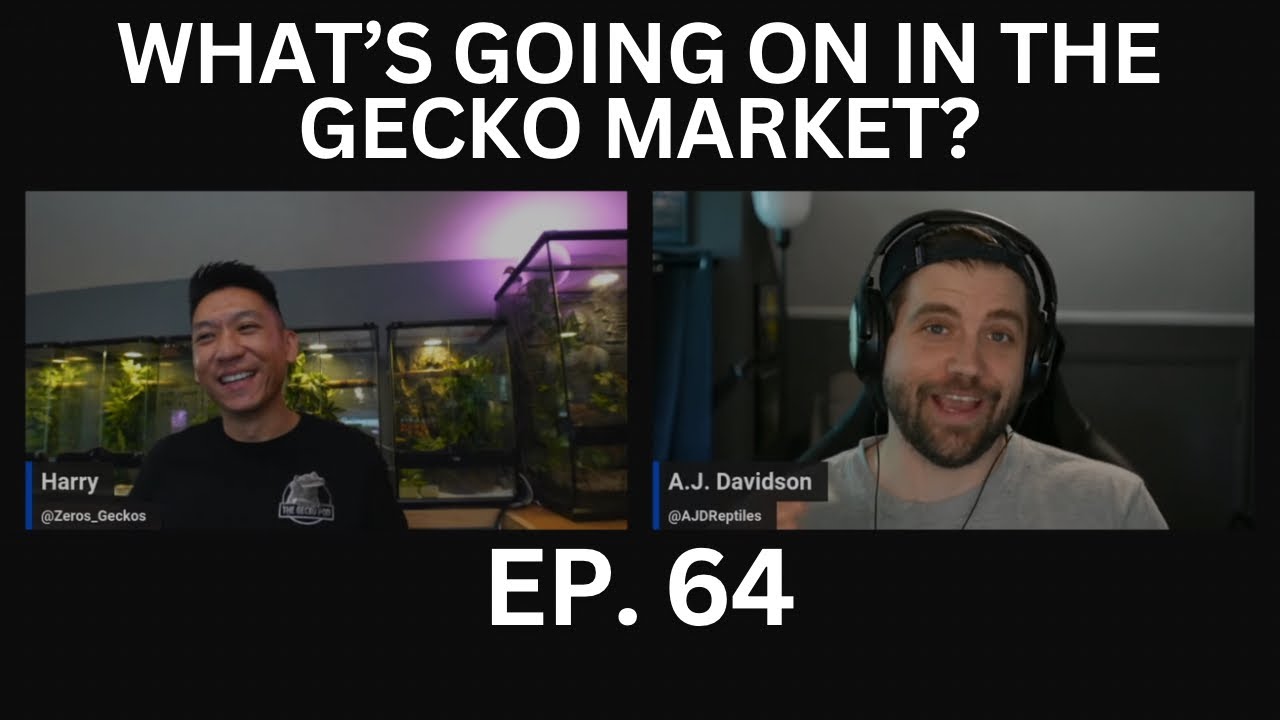 What’s Going On in The Gecko Market? | Ep. 64 of The Gecko Pod - YouTube