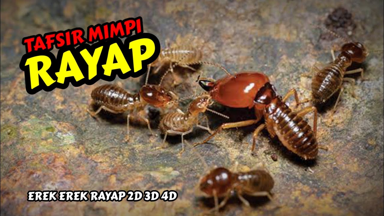 Tafsir Mimpi Rayap & Erek Erek Rayap 2D 3D 4D - YouTube