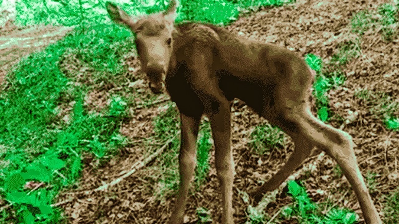 When An Abandoned Moose Desperately Needed Help, This German Shepherd ...