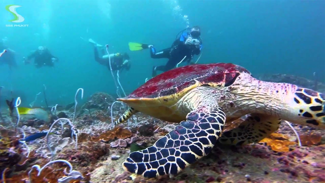 SCUBA Diving Thailand - Underwater full HD Video - Sea turtle - YouTube