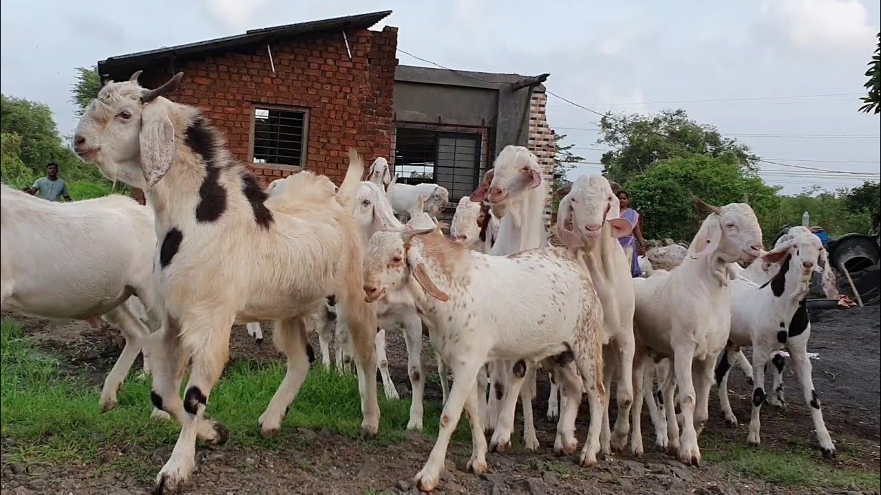 Pale Hue Sojat Khassi Goats At Shalimar Goat Farm Bhiwandi. - YouTube