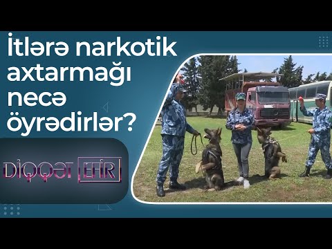 Kinoloji Mərkəz -  İtlərə narkotik axtarmağı necə öyrədirlər? - Diqqət efir