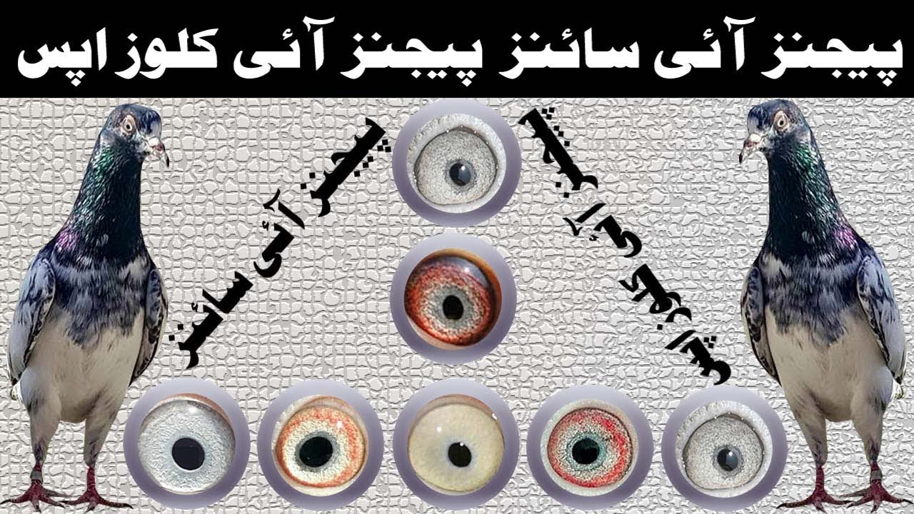 Pigeons Eye Sign Pigeon Eye Close Up - YouTube