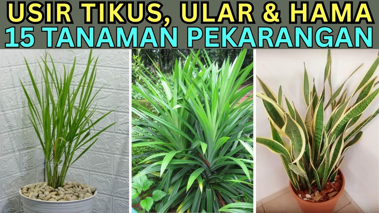 Tanaman Pekarangan Pengusir Tikus, Ular & Hama Rumah | Tanaman Herbal ...