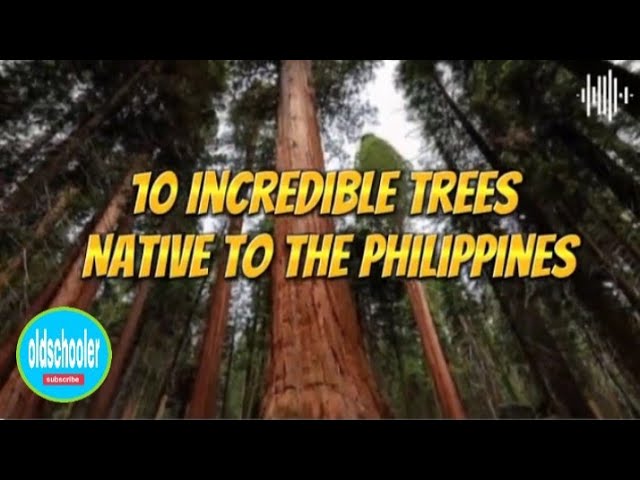 Names Of Hardwood Trees In The Philippines Tropical Hardwood Tree