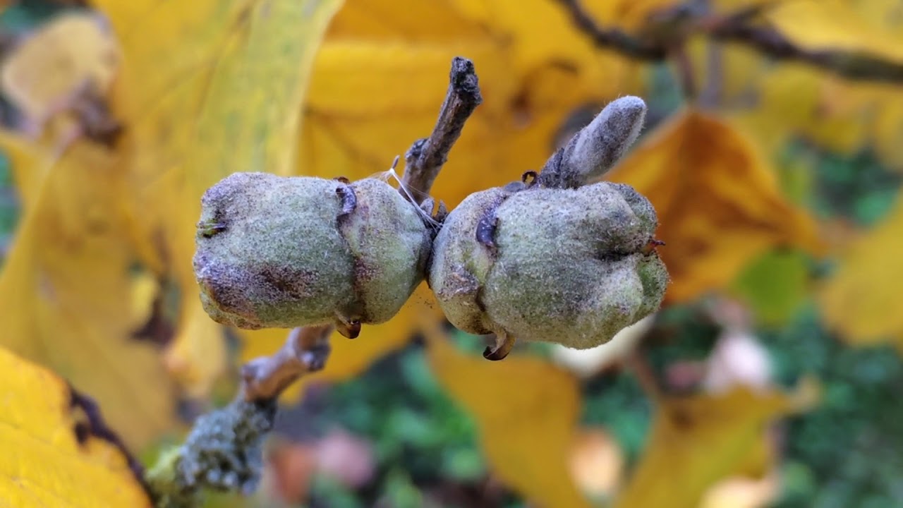 Witch hazel (Hamamelis) - fruit - September 2017 - YouTube