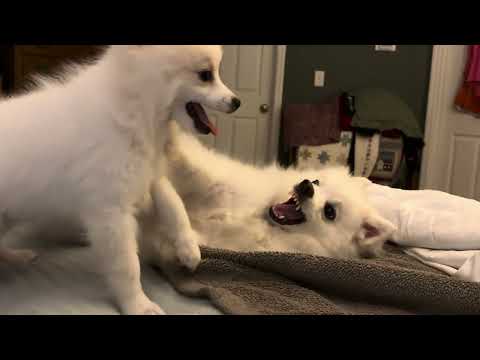 American Eskimo Dogs getting ready for bed. 