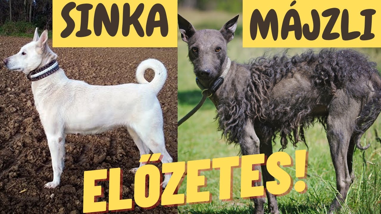 SINKA és MÁJZLI kutyák! Új sorozat Előzetes / Trailer! - YouTube