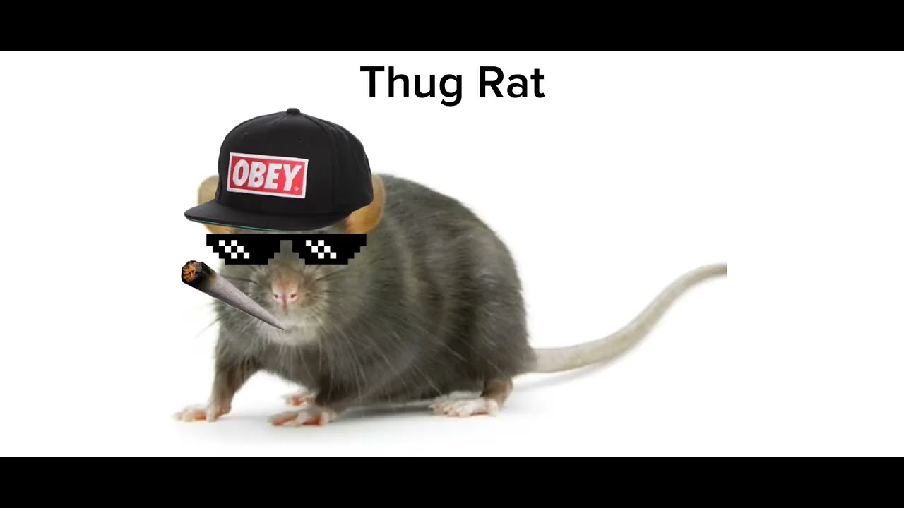 Thug Rat - YouTube