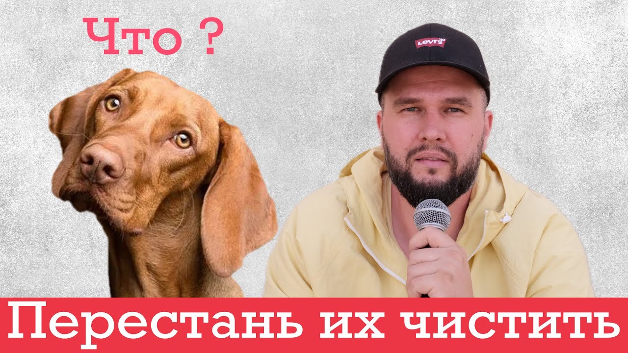 Воспаление параанальных желез у собаки Youtube