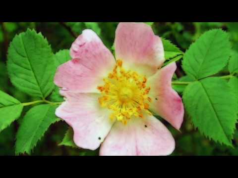 POHÁDKA O ŠÍPKOVÉ RŮŽENCE