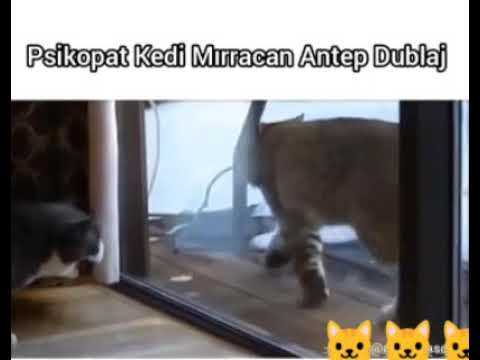 PSİKOPAT KEDİ MIRRACAN ANTEP DUBLAJ