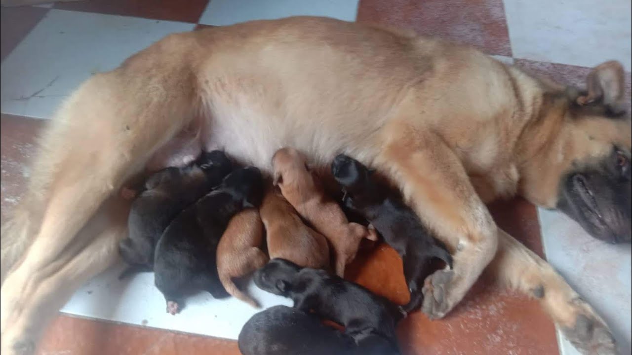 Dog give birth#New born puppies 🐶 - YouTube